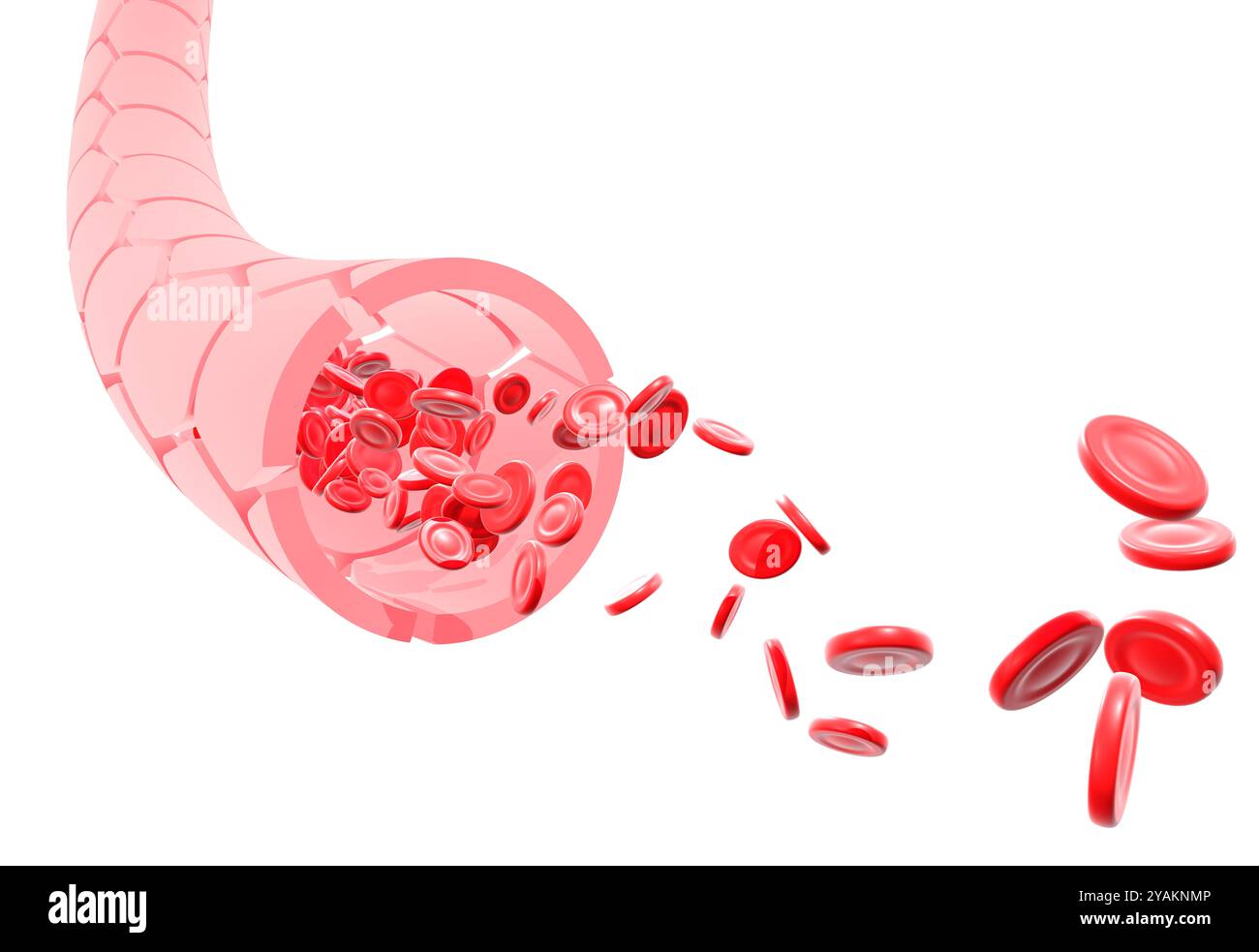 Circulating blood cells Cut Out Stock Images & Pictures - Alamy