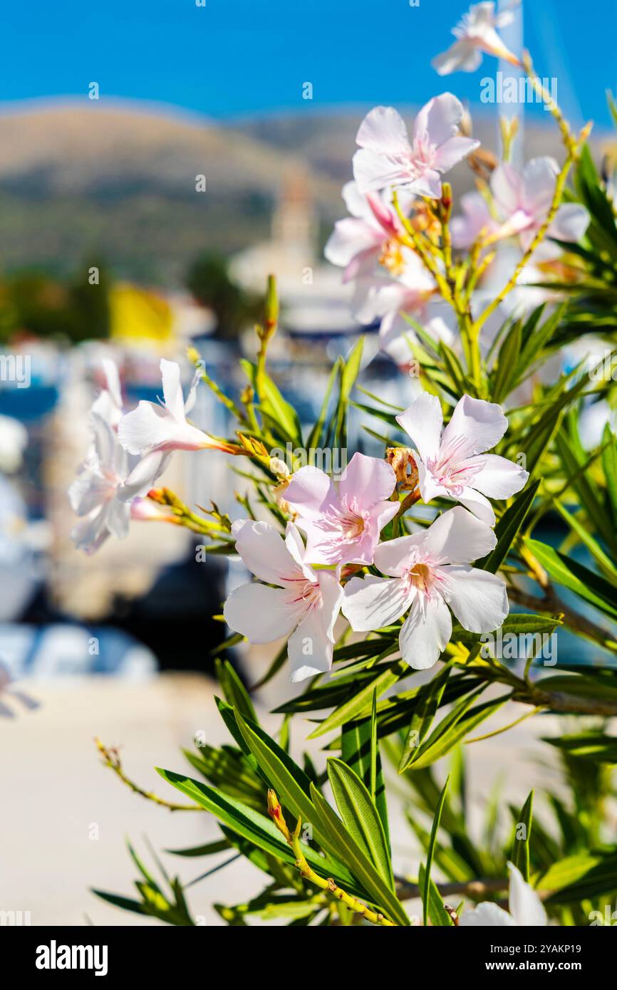 Corolla is pink hi-res stock photography and images - Alamy