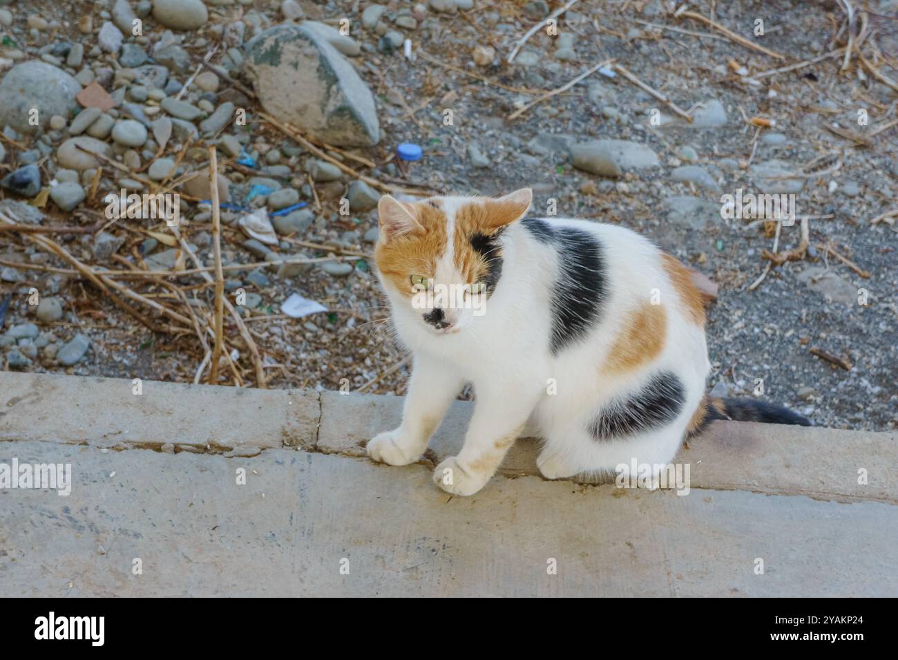 A calico cat with vibrant patches of orange, black, and white fur sits ...
