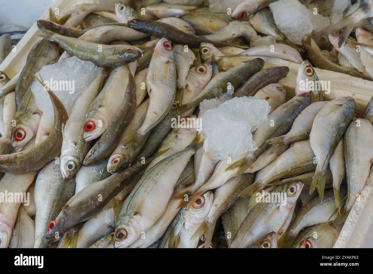 Vibrant aquaculture scene hi-res stock photography and images - Alamy