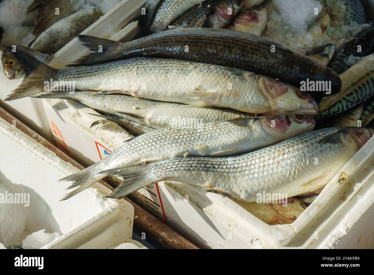 A variety of fish, including gray mullet, are stacked on top of each ...