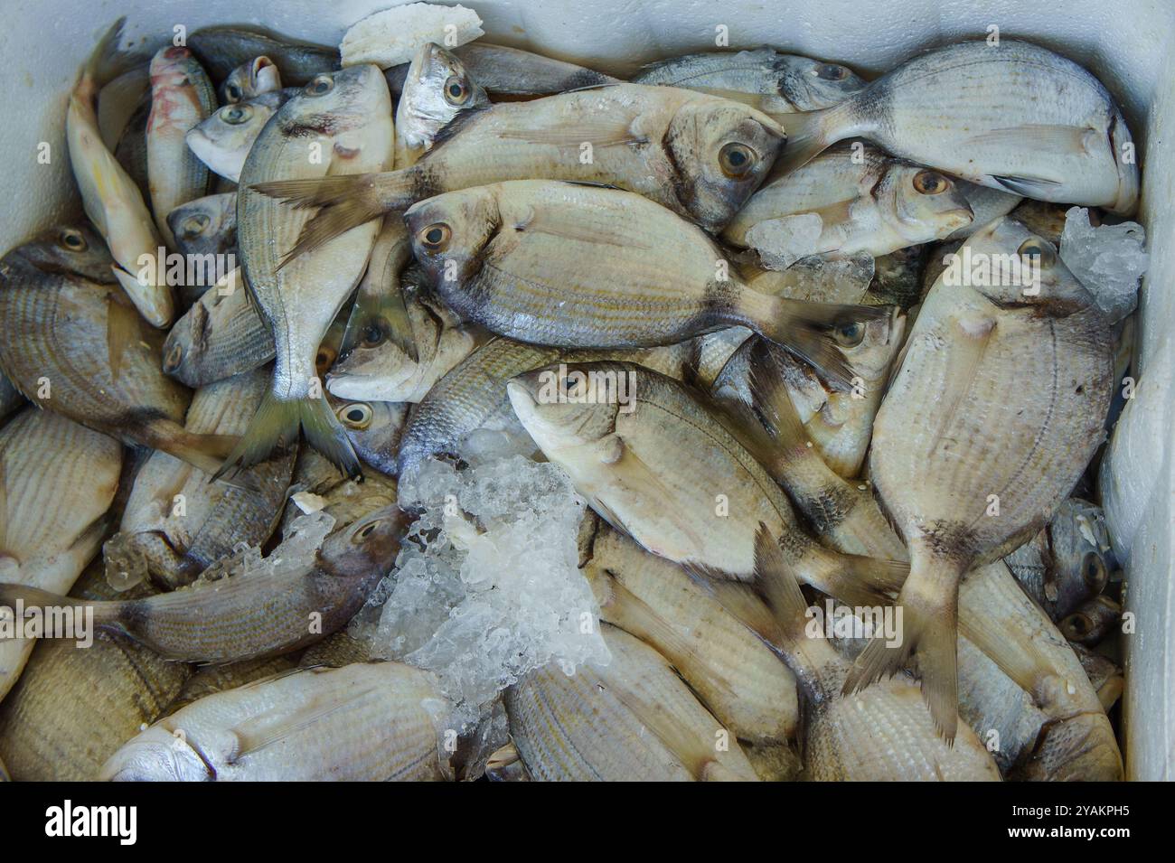Packed tightly together hi-res stock photography and images - Alamy