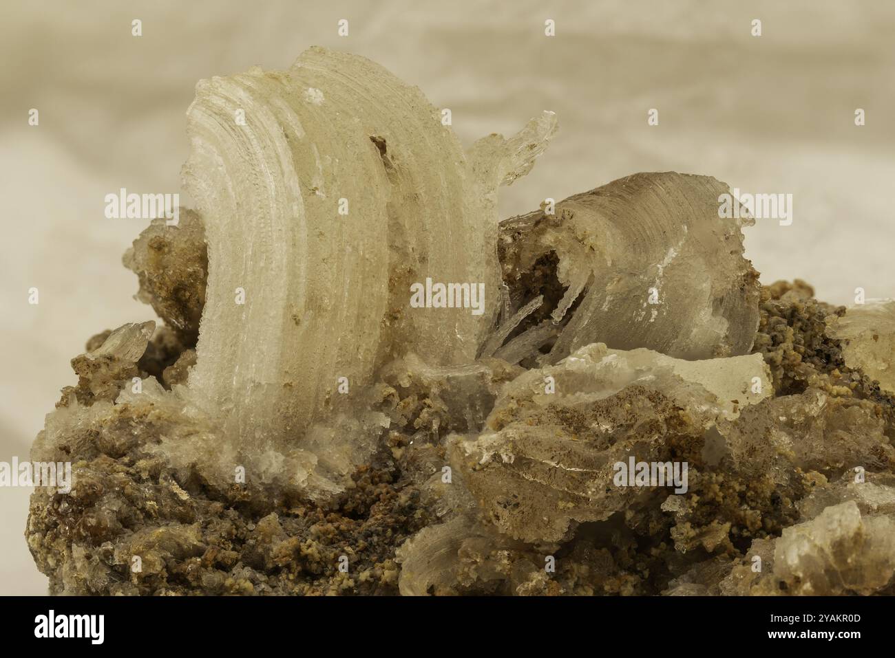 Geological specimen showcasing hi-res stock photography and images - Alamy