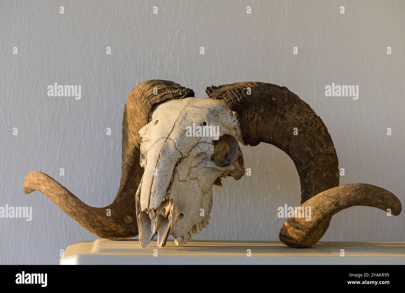 Skull of a ram. The head of a dead animal. Profile skull. Artiodactyl ...