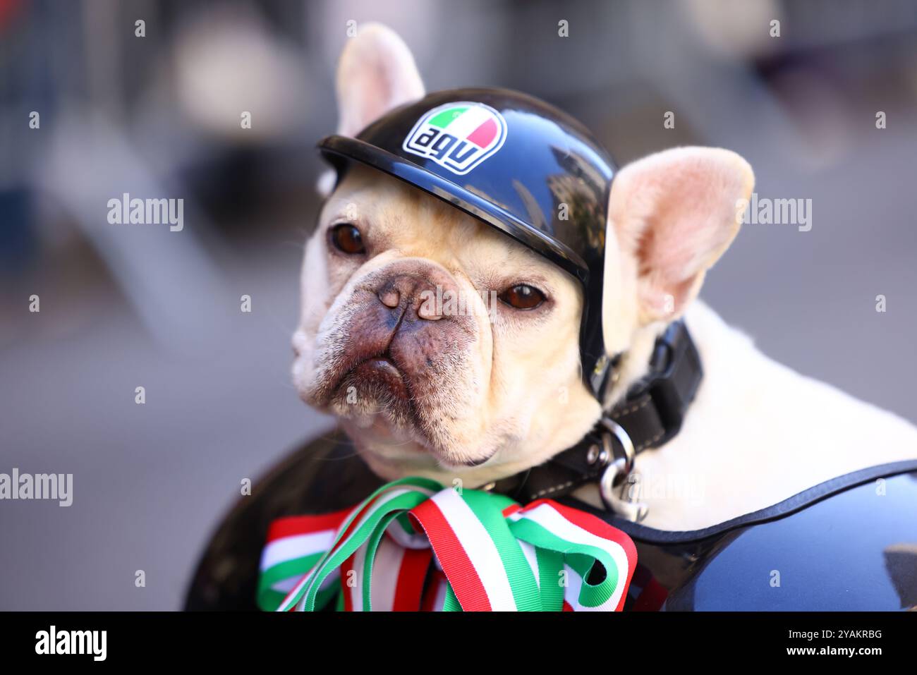 A woman riding an Italian scooter has her dog Rosie ride on back up 5th ...