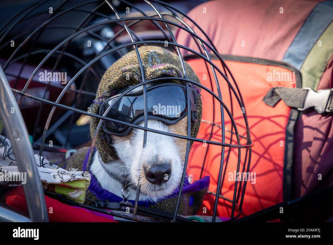 The Distinguished Gentleman's Ride (DGR) 2024. Jack Russell in ...