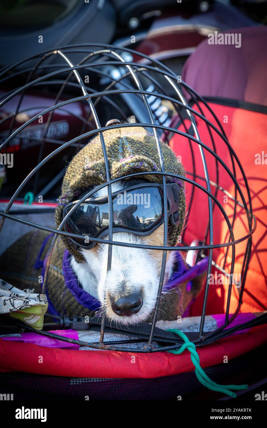 The Distinguished Gentleman's Ride (DGR) 2024. Jack Russell in ...