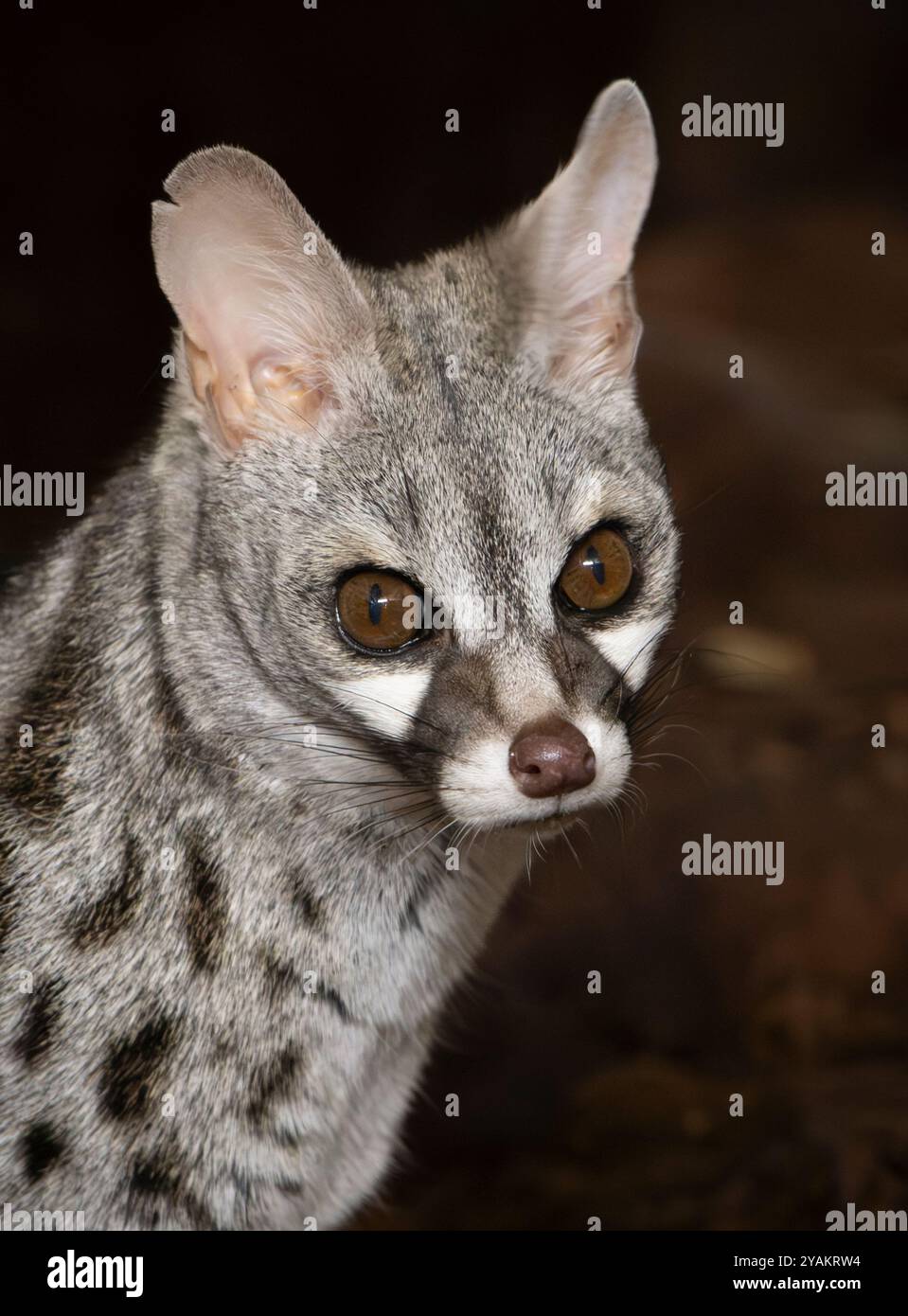 Female common genet looking towards camera Stock Photo - Alamy