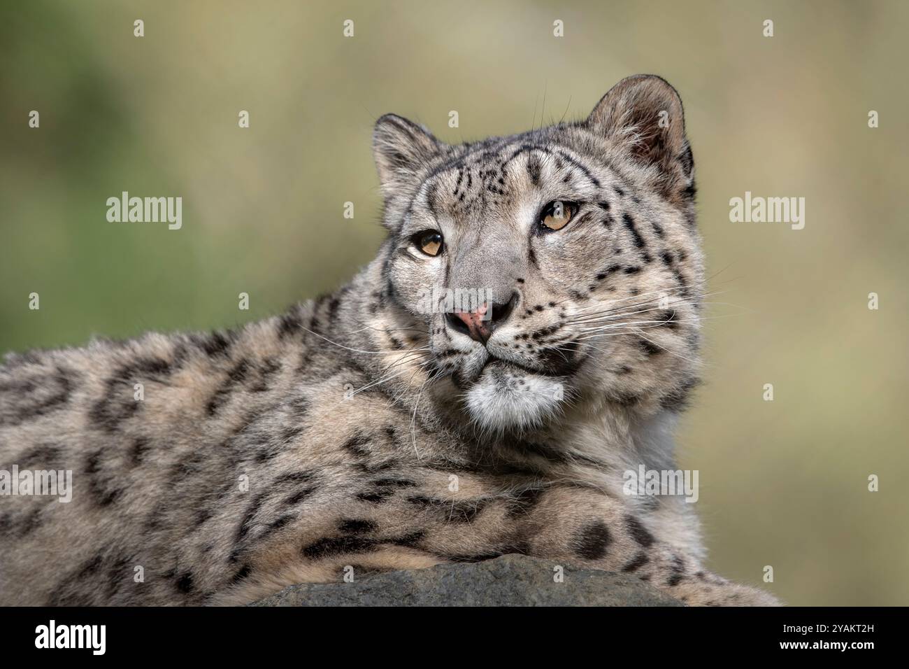 Leopard gazing hi-res stock photography and images - Alamy