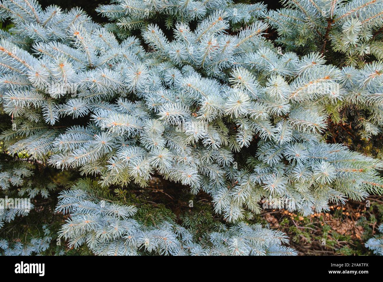 Blue spruce tree outdoor close hi-res stock photography and images - Alamy