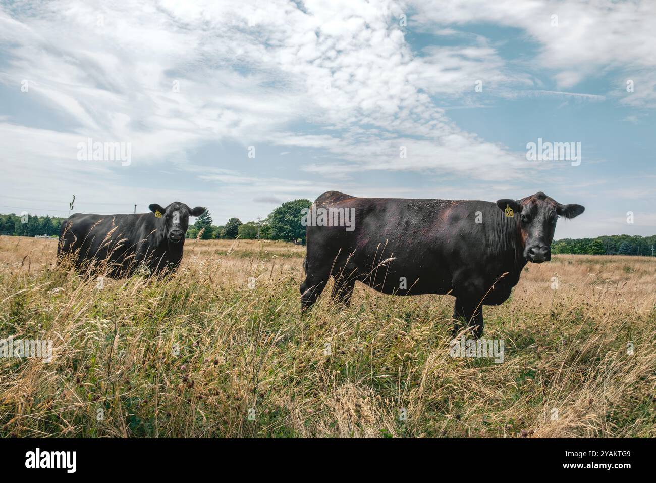 Two cows in field Stock Photo - Alamy