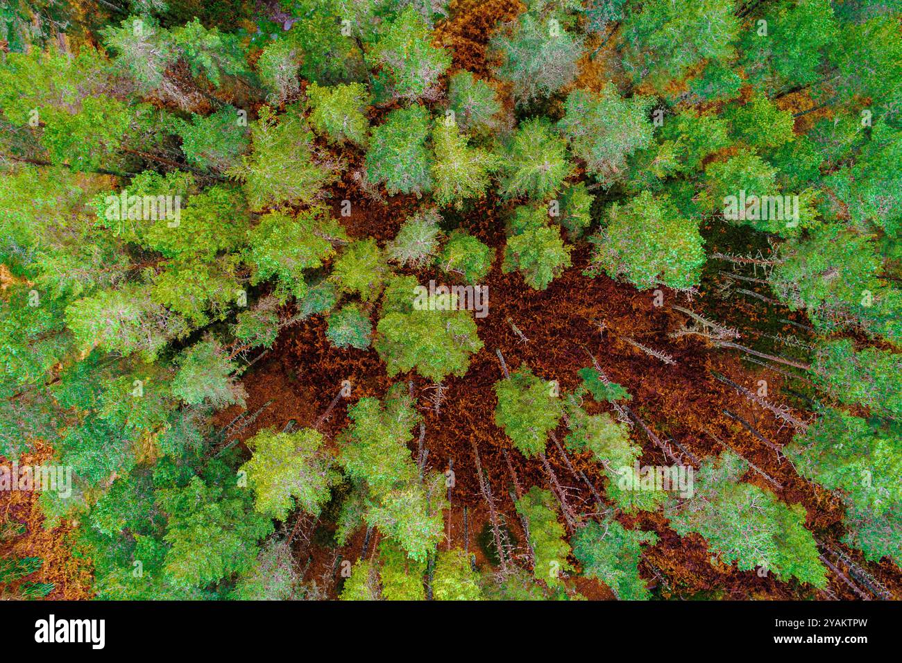 Slow flight over autumn wood hi-res stock photography and images - Alamy