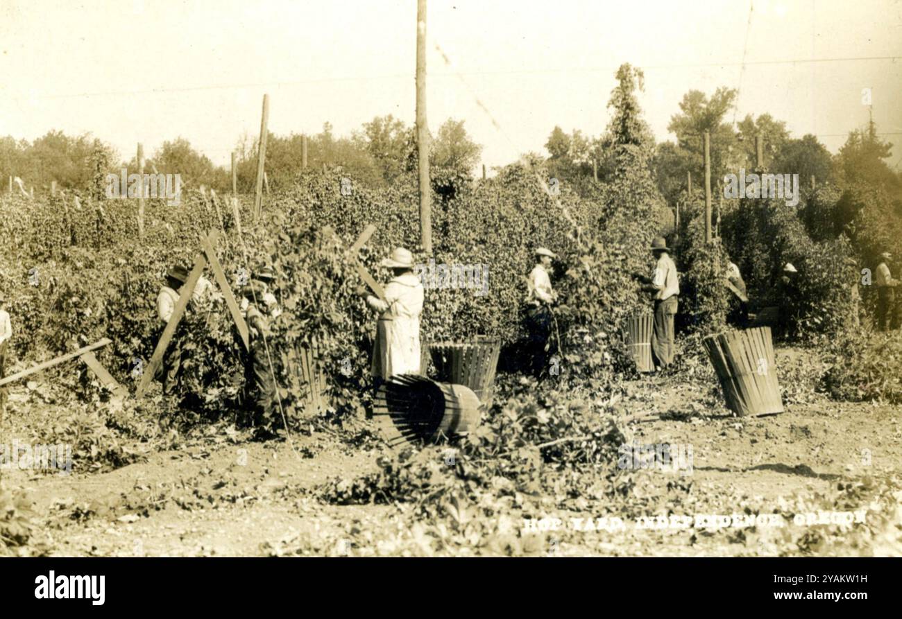American archive farming photograph: Hop yard in Independence, Oregon ...