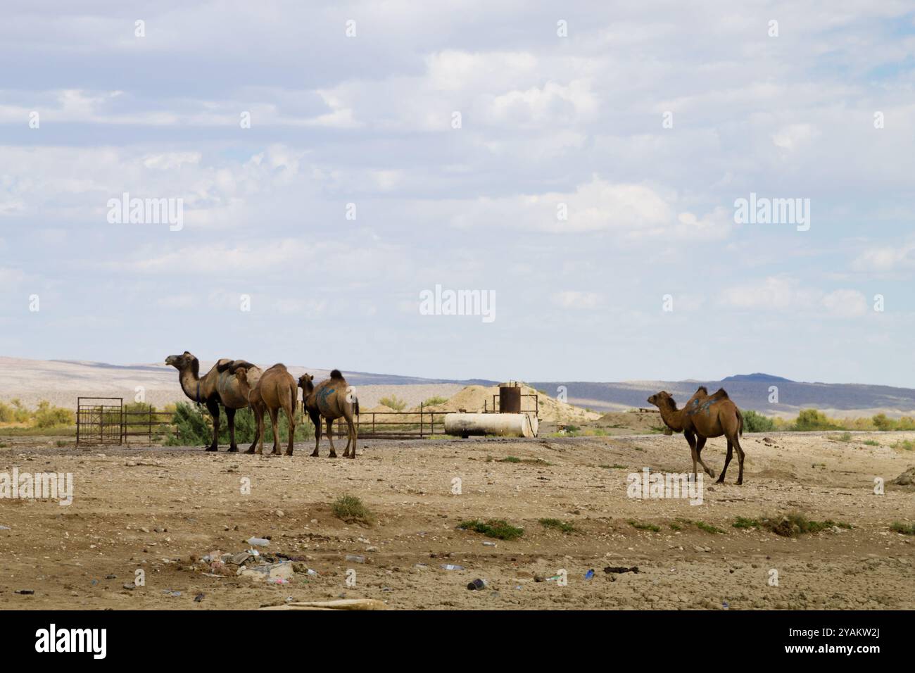 Camel breeding at Senek town, Mangystau, Kazakhstan. Animal background ...