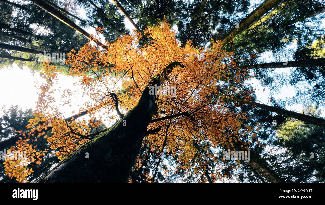 Rustling leaves hi-res stock photography and images - Alamy