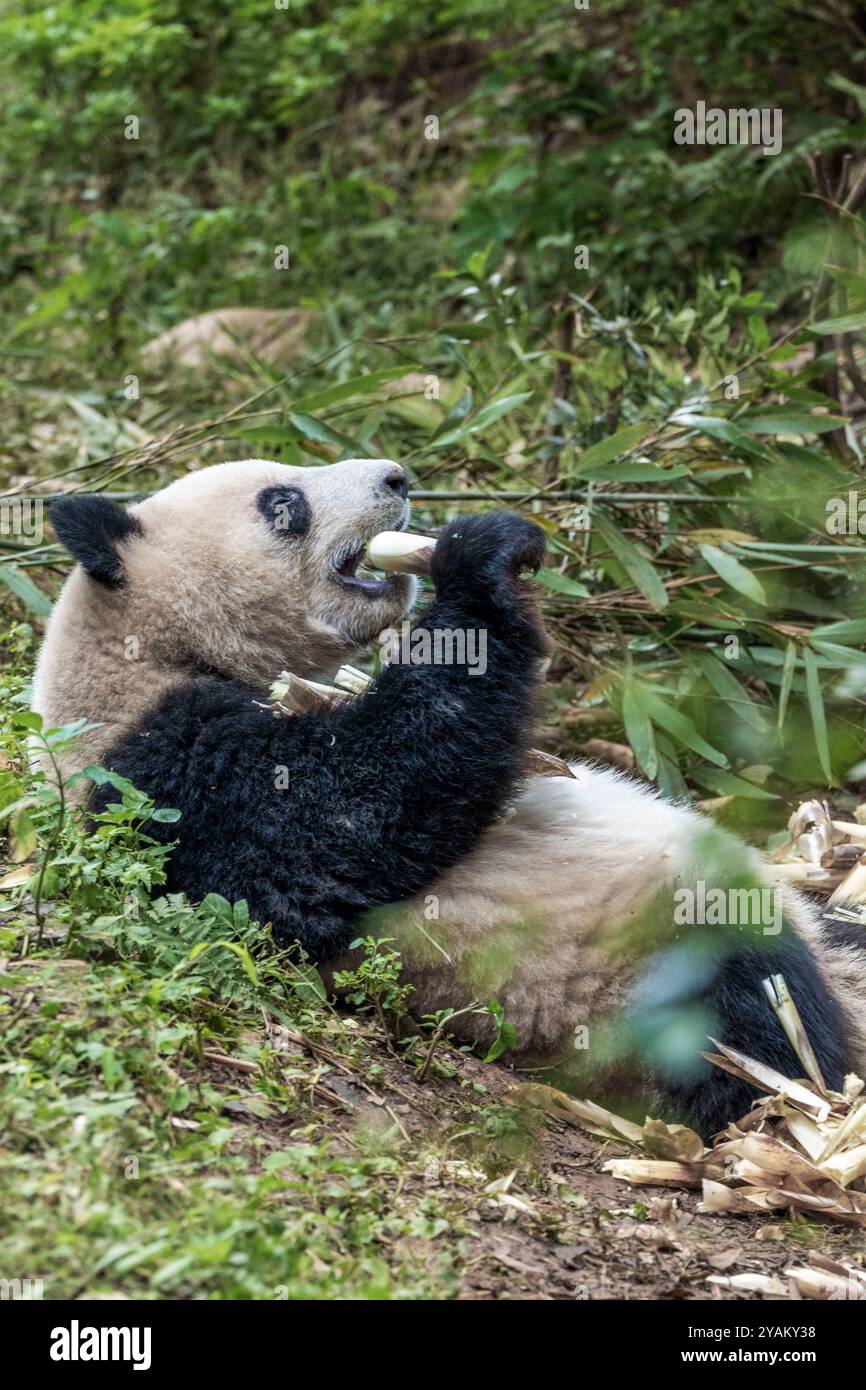 CHENGDU, CHINA - OCTOBER 14, 2024 - A giant panda enjoys fresh bamboo ...