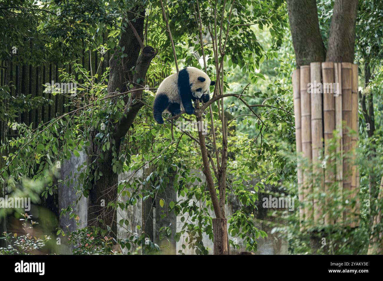CHENGDU, CHINA - OCTOBER 14, 2024 - A giant panda enjoys fresh bamboo ...