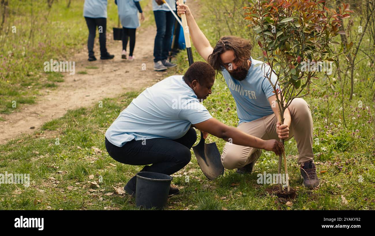 Diverse volunteers team digging holes to plant trees in the woods ...