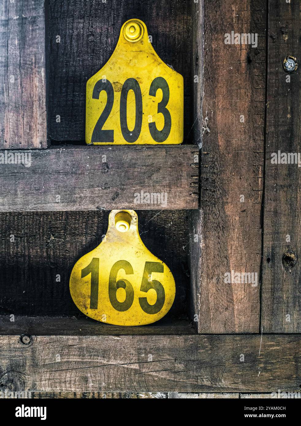Yellow cattle ear tags with numbers 203 and 165 displayed on weathered ...