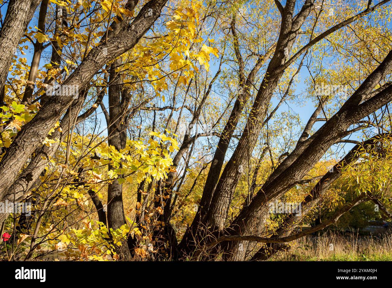 Autumn is in the air: yellow tree leaves against sky background in ...