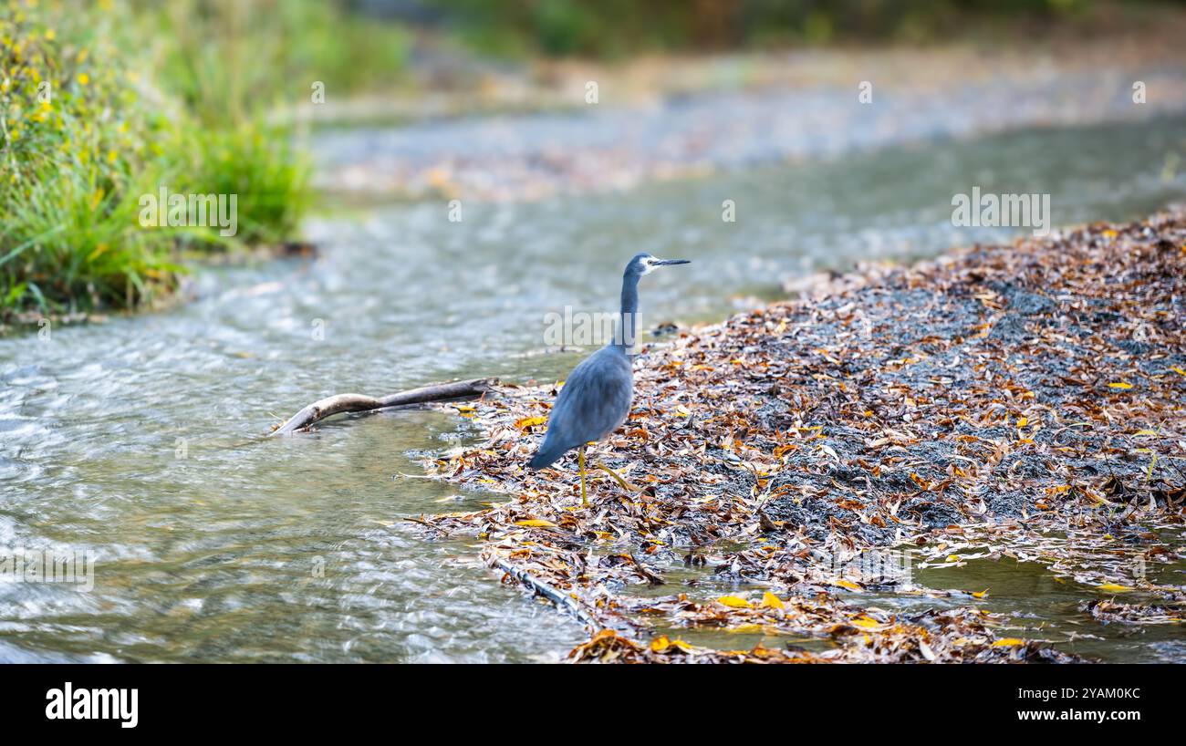 A white-faced heron with light blue-grey feather is strolling at ...