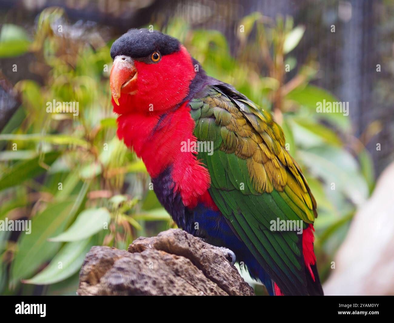 Wonderful spectacular Black-capped Lory with bright vibrant plumage ...