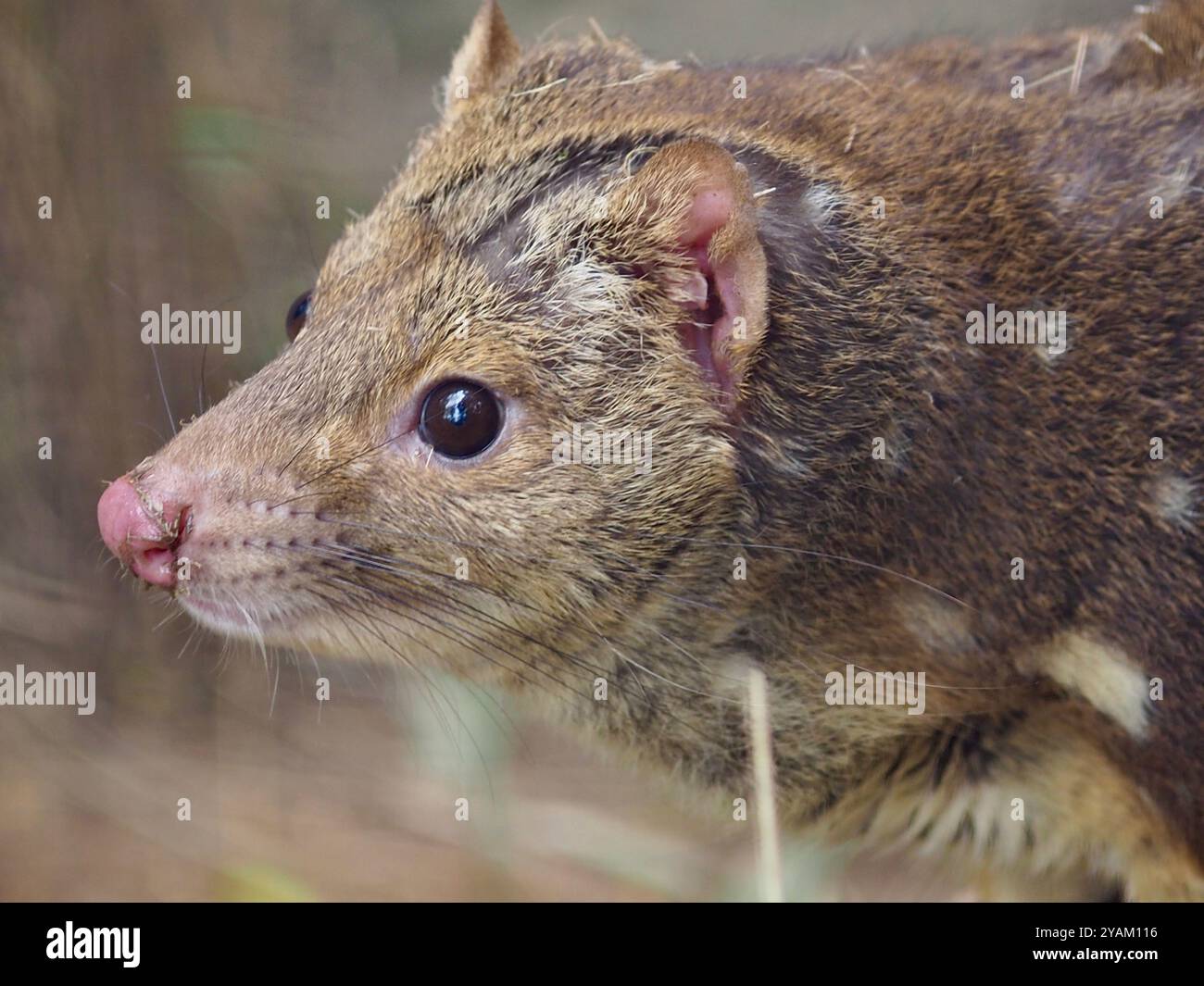 Amazing charismatic Spotted-tailed Quoll in outstanding beauty Stock ...