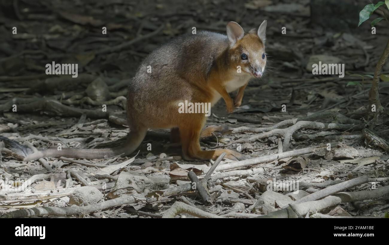 a red-legged pademelon in the tropical rainforest at lake eacham of ...