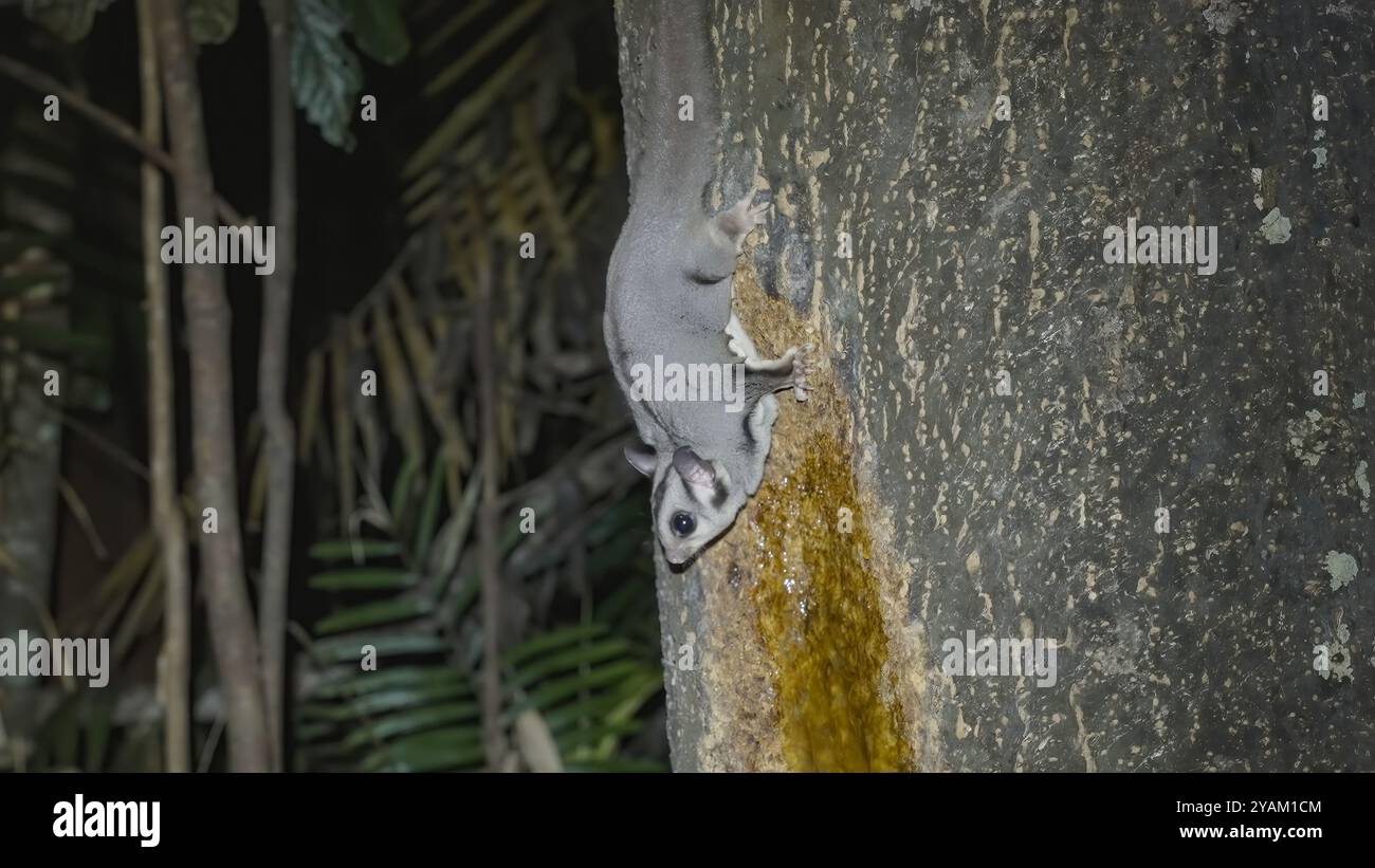 Australia rainforest glider hi-res stock photography and images - Alamy