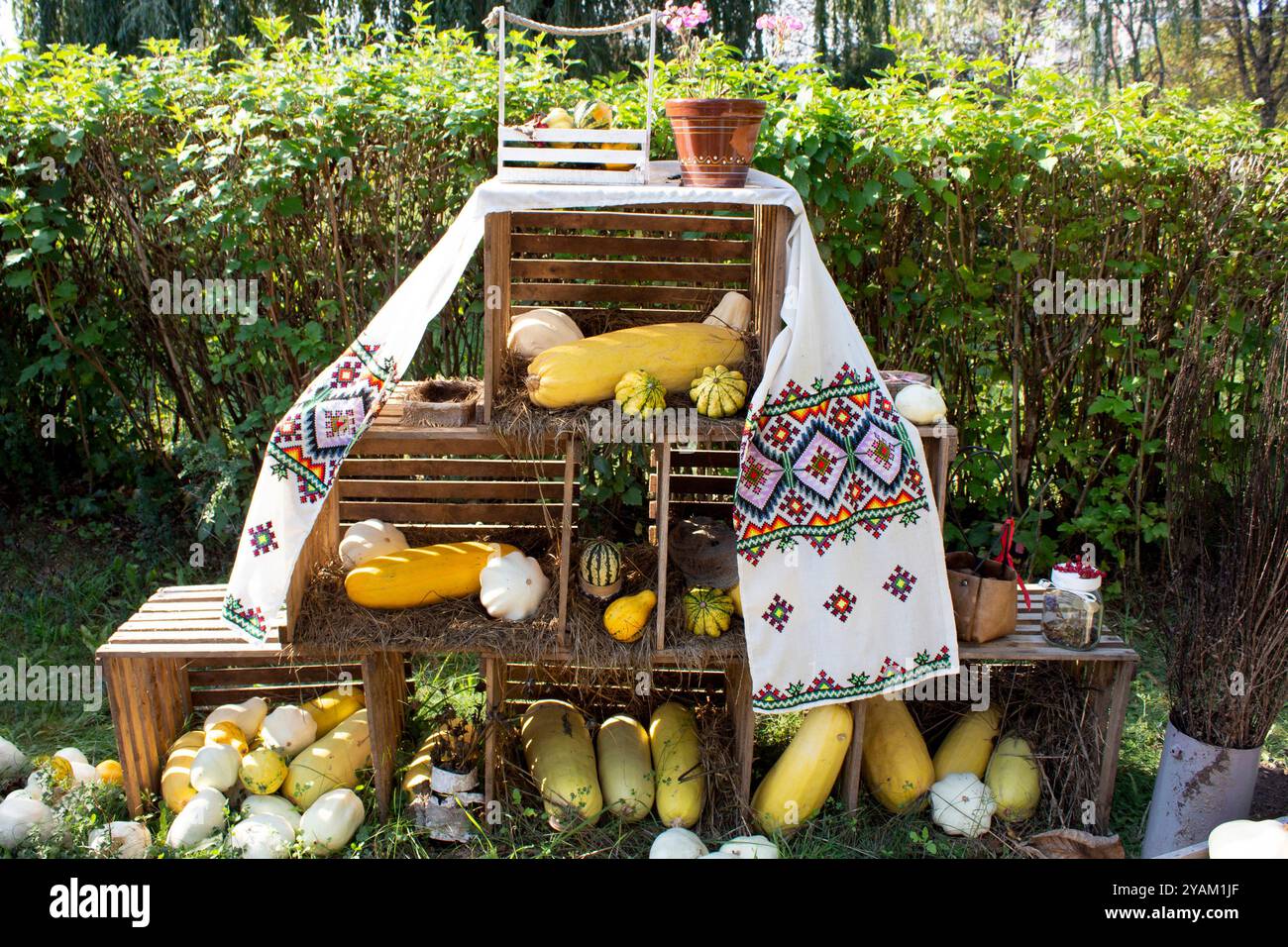 Harvest Celebration. Fall harvest of yellow zucchini and pumpkins ...
