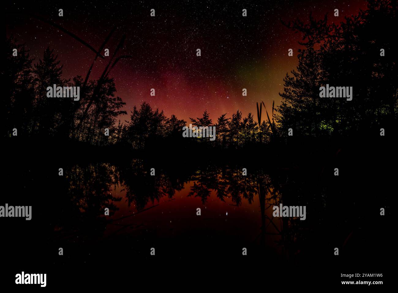 Beautiful red Aurora Borealis and starry night reflected in a woodland ...