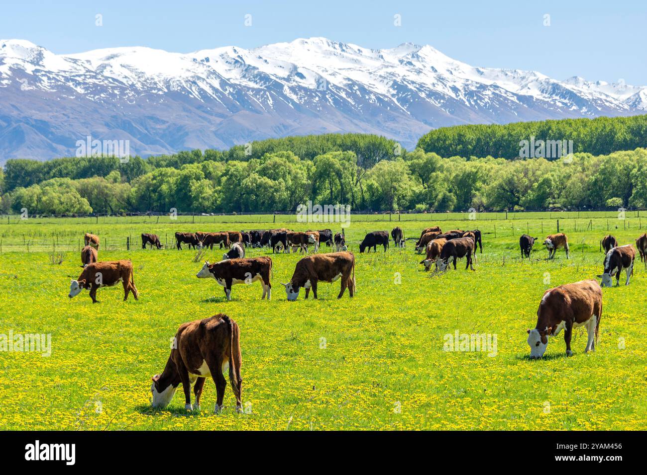 Hereford cattle in paddock, Fairlie-Tekapo Road, Burkes Pass Canterbury ...