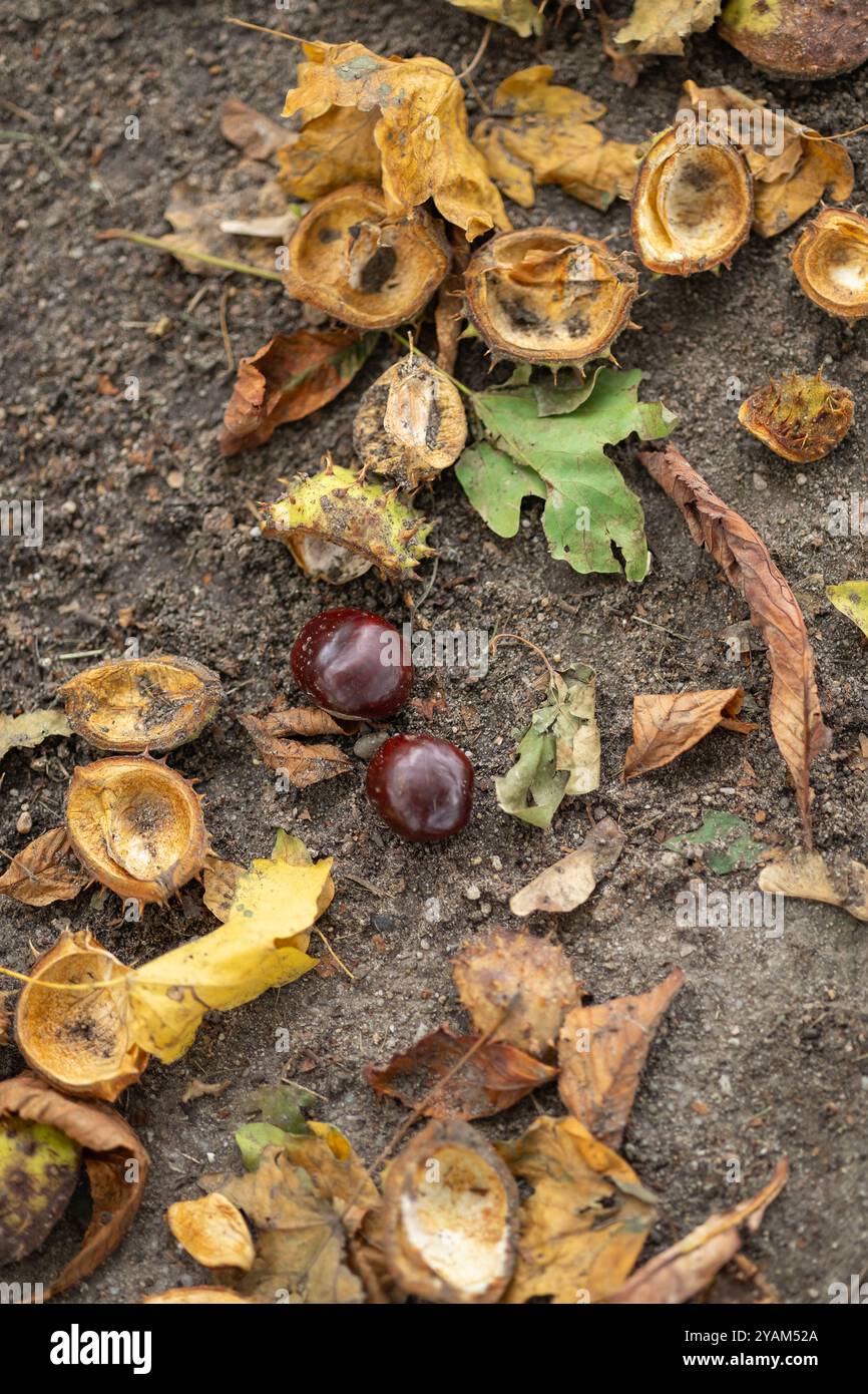 Soil leaves chestnuts in hi-res stock photography and images - Alamy