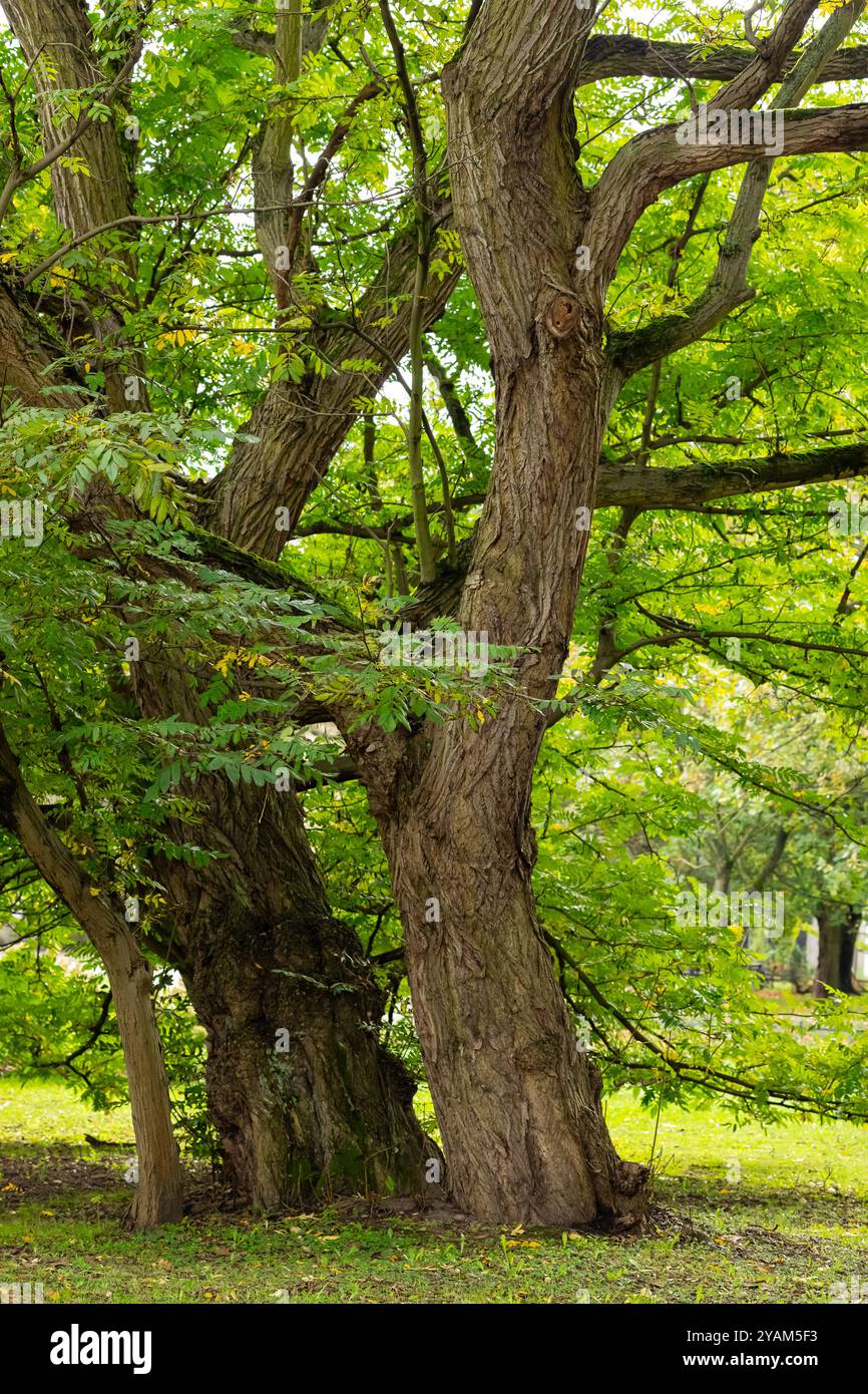 Large ancient tree with thick twisted trunks in a green forest park on ...