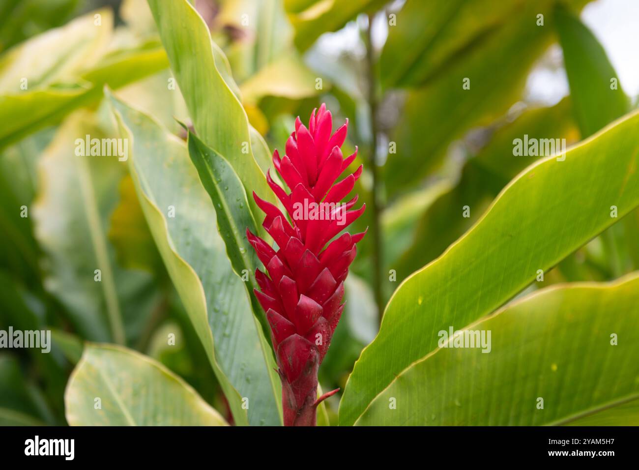 Hawaiian pink ginger plant hi-res stock photography and images - Alamy