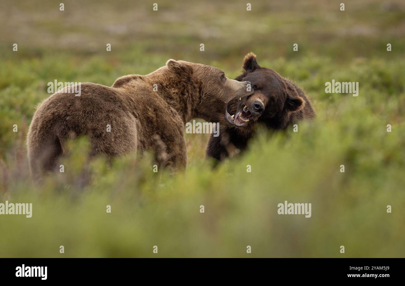 Alaska bear denali river hi-res stock photography and images - Alamy
