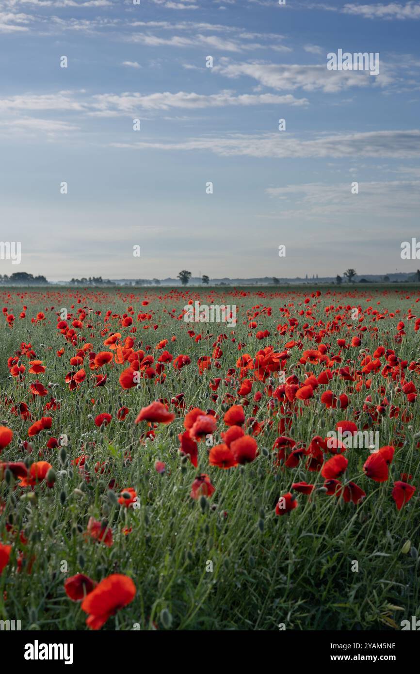 Poppies flowers blue sky clouds hi-res stock photography and images - Alamy