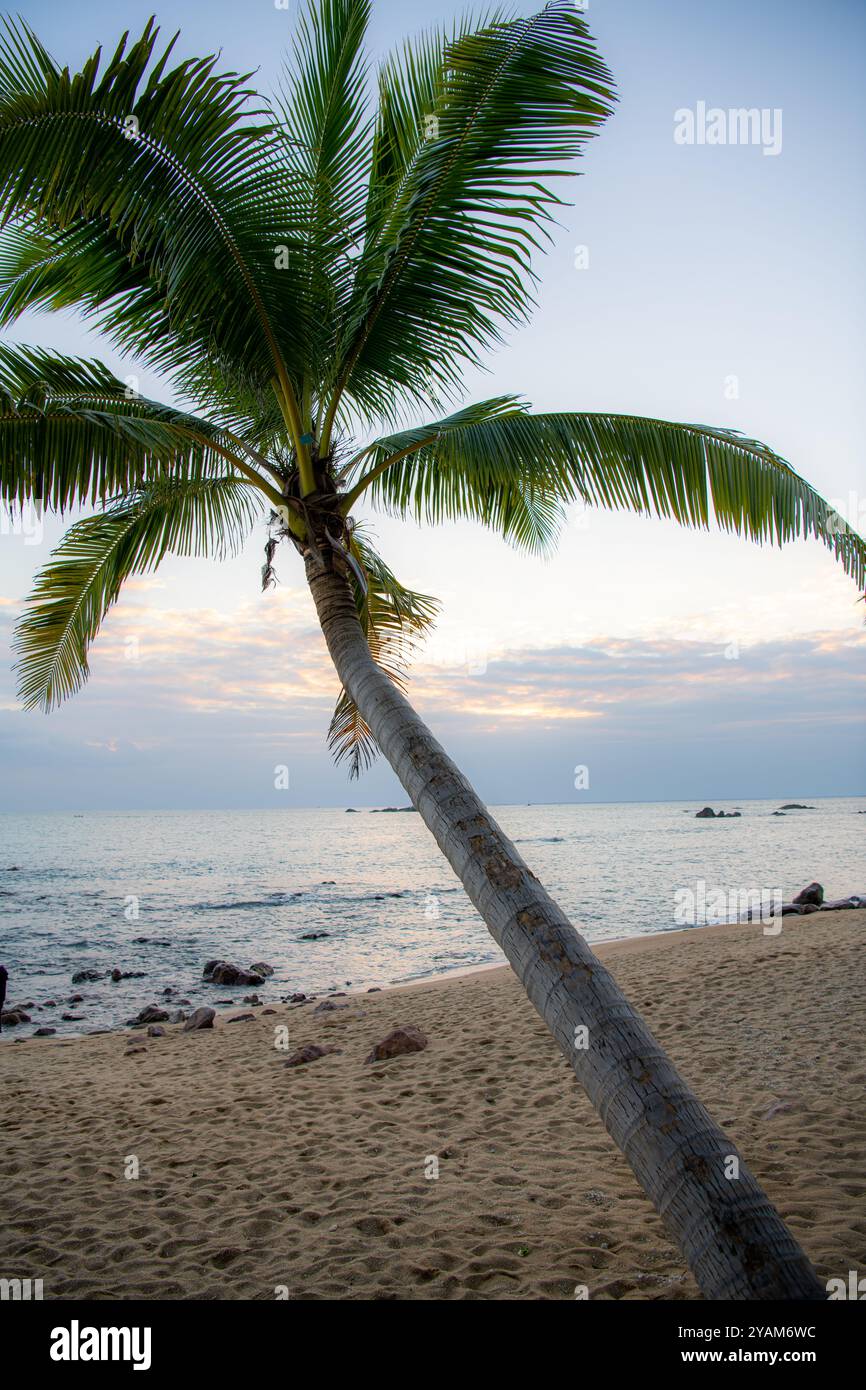 A palm tree surrounded by small granite rocks on the beach in Sanya ...