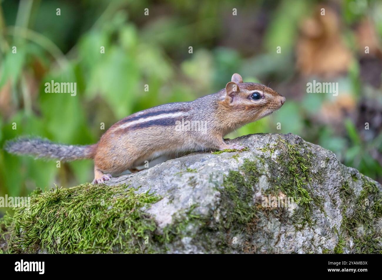 Sideview of Cute litte Eastern Chipmunk (Tamias striatus) as it climbs ...