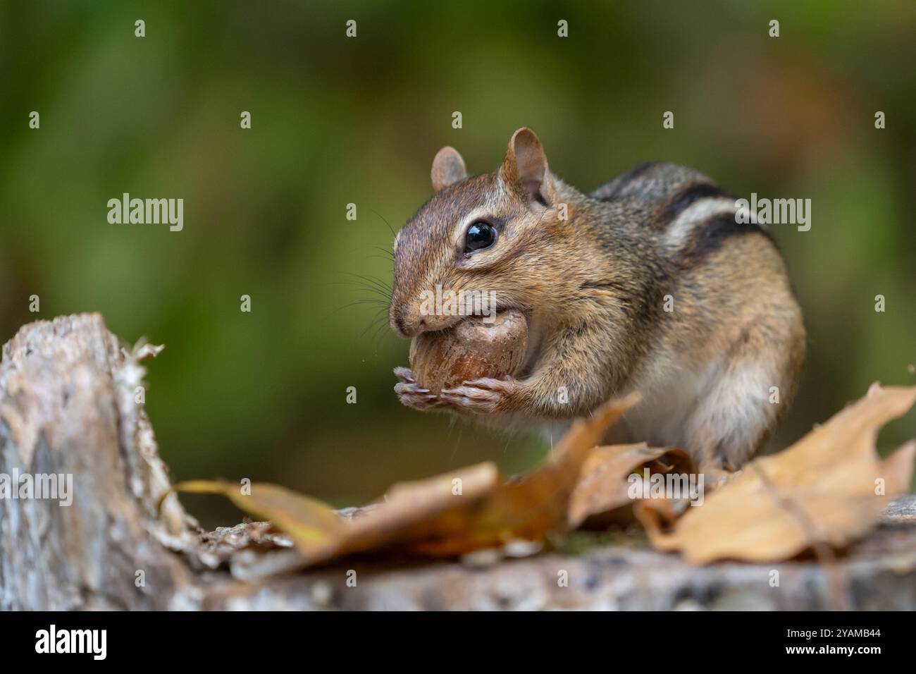 Cute litte Eastern Chipmunk (Tamias striatus) eating acorn Stock Photo - Alamy