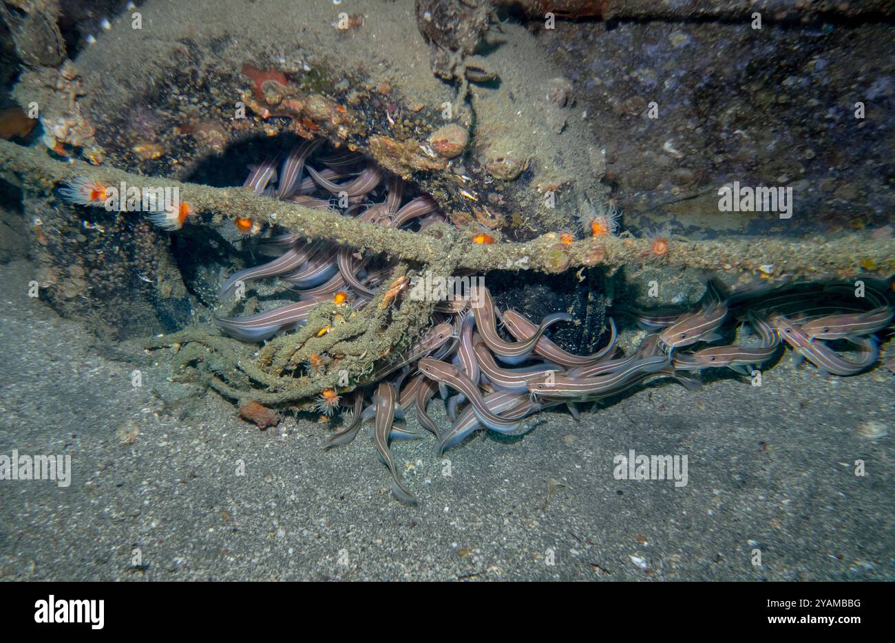 A flock of small poisonous eels in the recess of a flooded tire on the ...