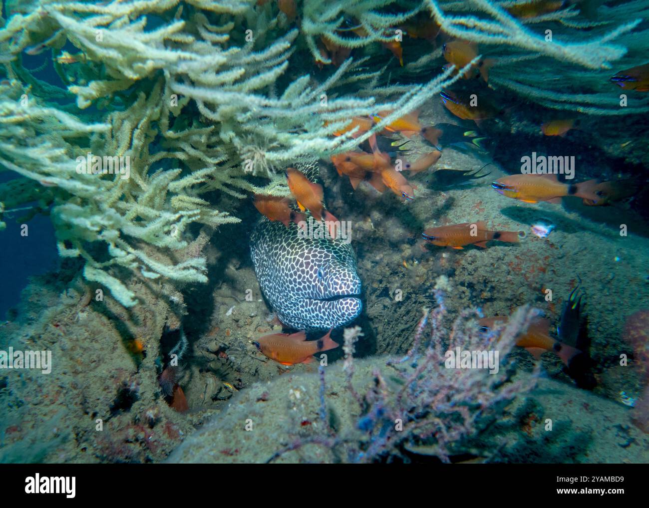 A white honeycomb moray eel among a flock of small fish at the bottom ...