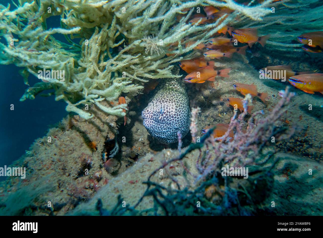 A white honeycomb moray eel among a flock of small fish at the bottom ...