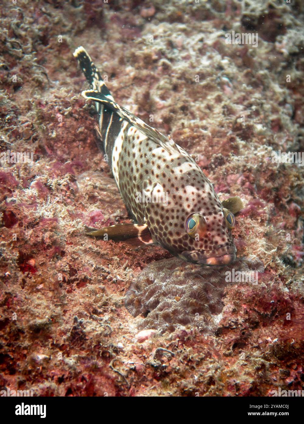 Grouper fish at the bottom of the Gulf of Oman in Fujairah, United Arab ...