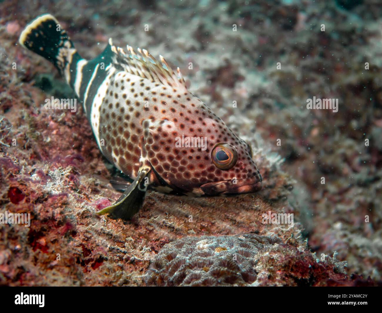 Grouper fish at the bottom of the Gulf of Oman in Fujairah, United Arab ...