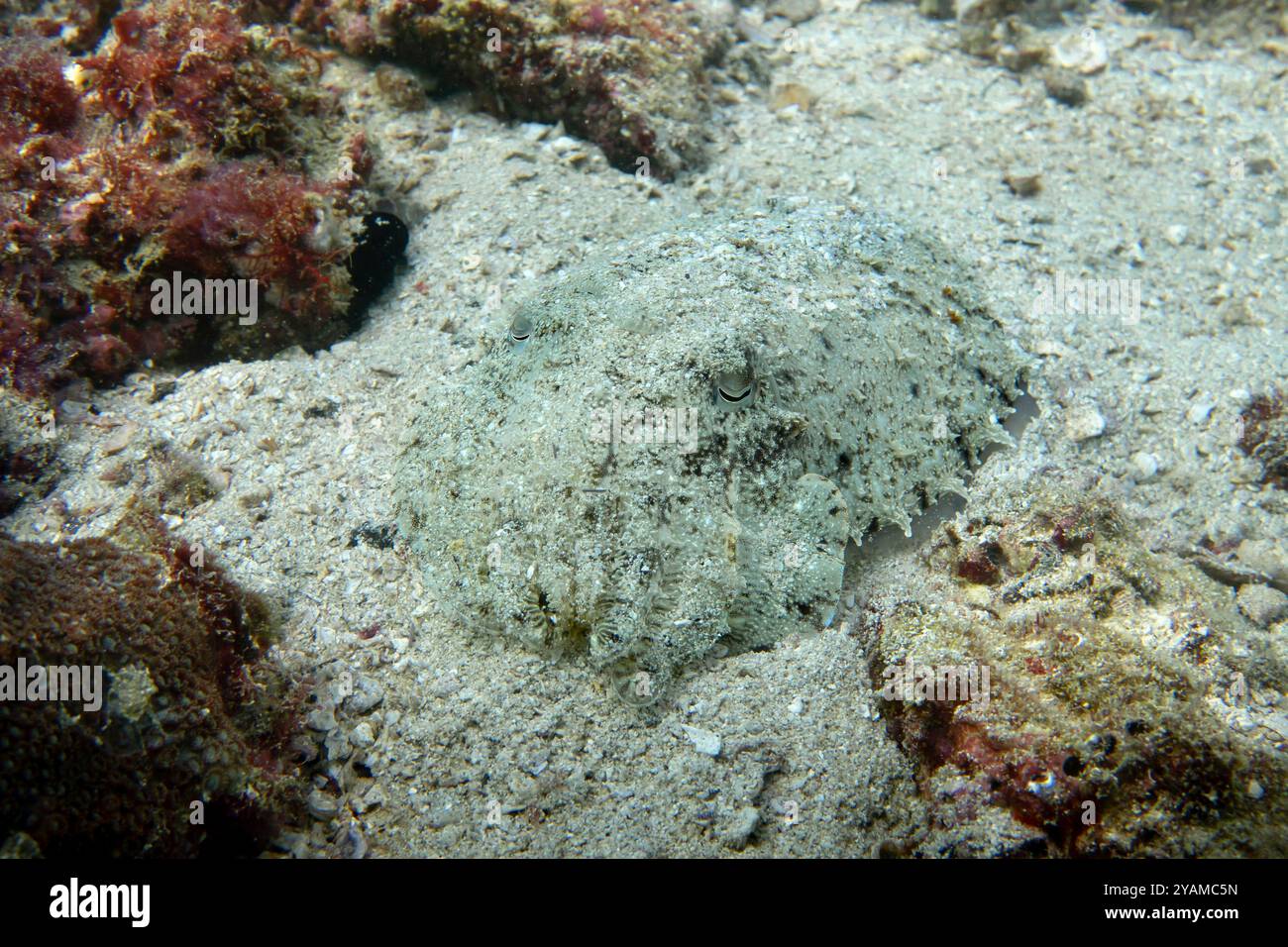 A cuttlefish disguises itself on the rocky bottom of the Gulf of Oman ...