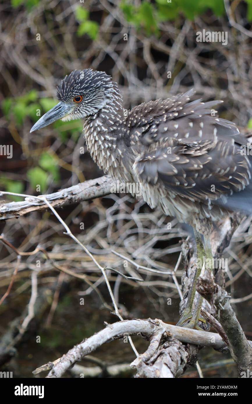 Puffing up the feathers hi-res stock photography and images - Alamy