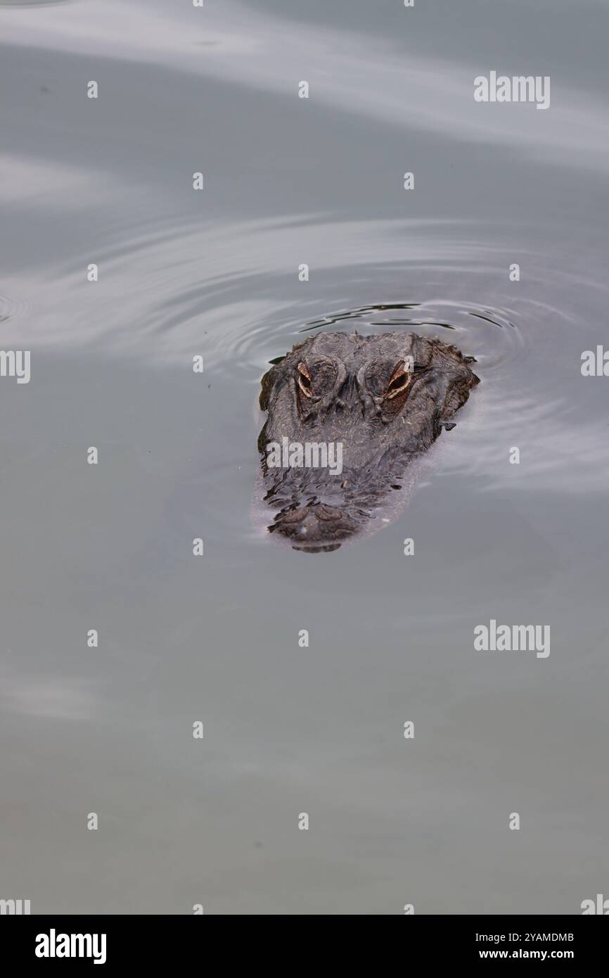 An alligator floating in the water Stock Photo - Alamy