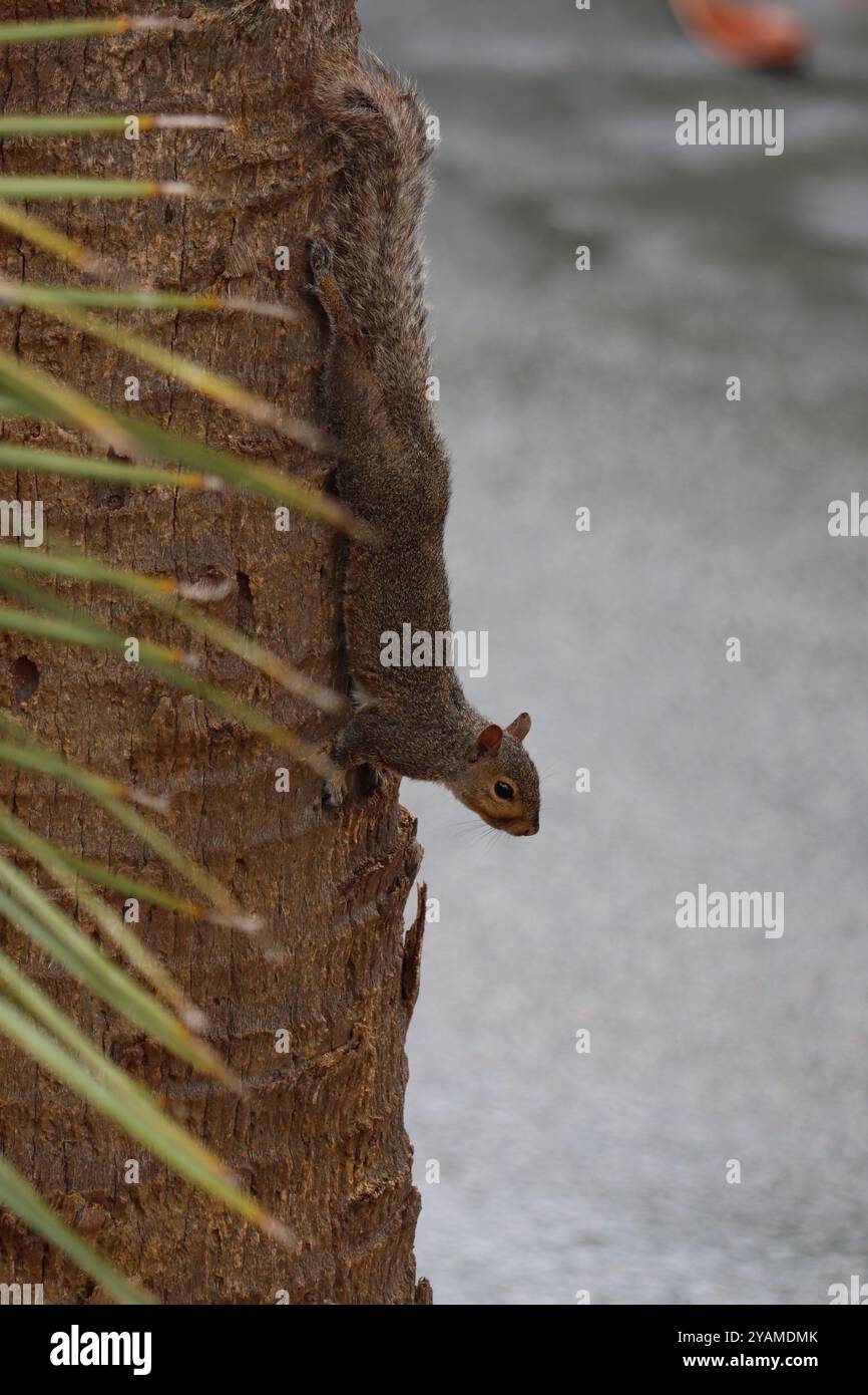Squirrel environment hi-res stock photography and images - Alamy