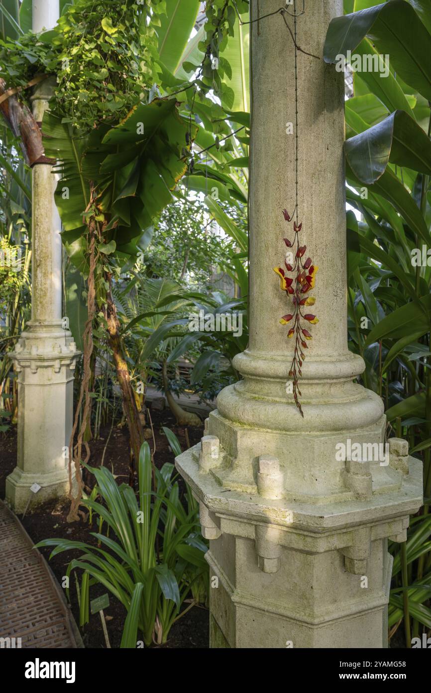 Large columns and lush plants, tropical flair, historic greenhouse ...